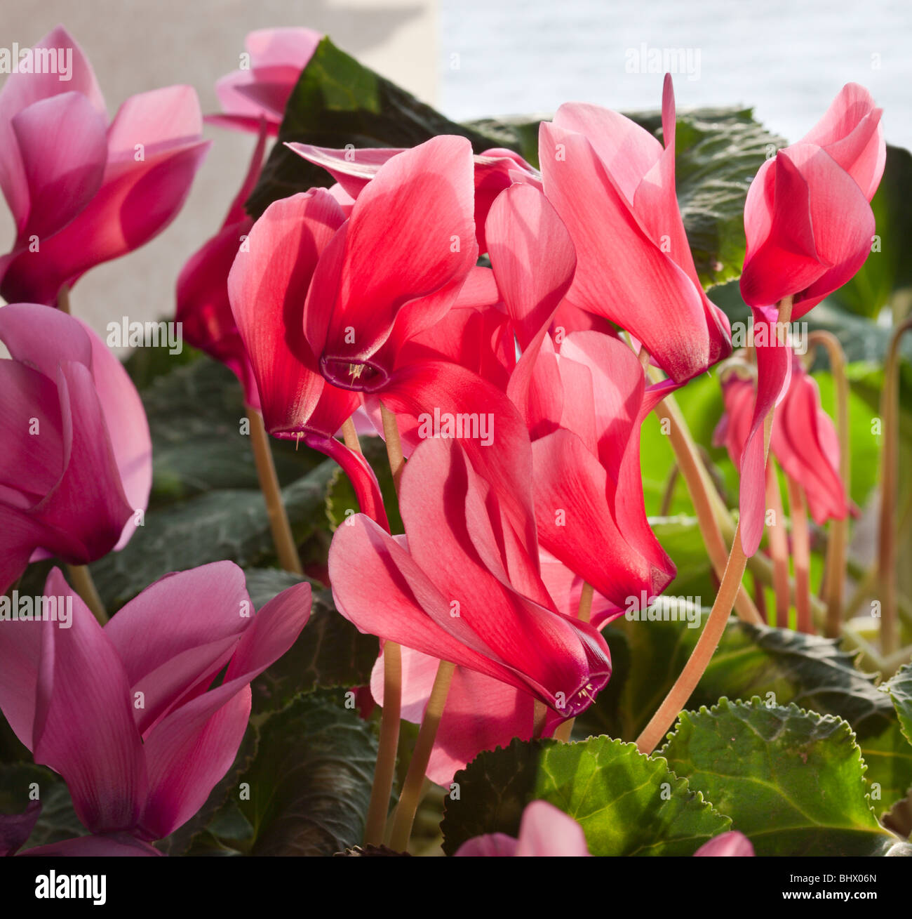 Red cyclamen flower hi-res stock photography and images - Alamy