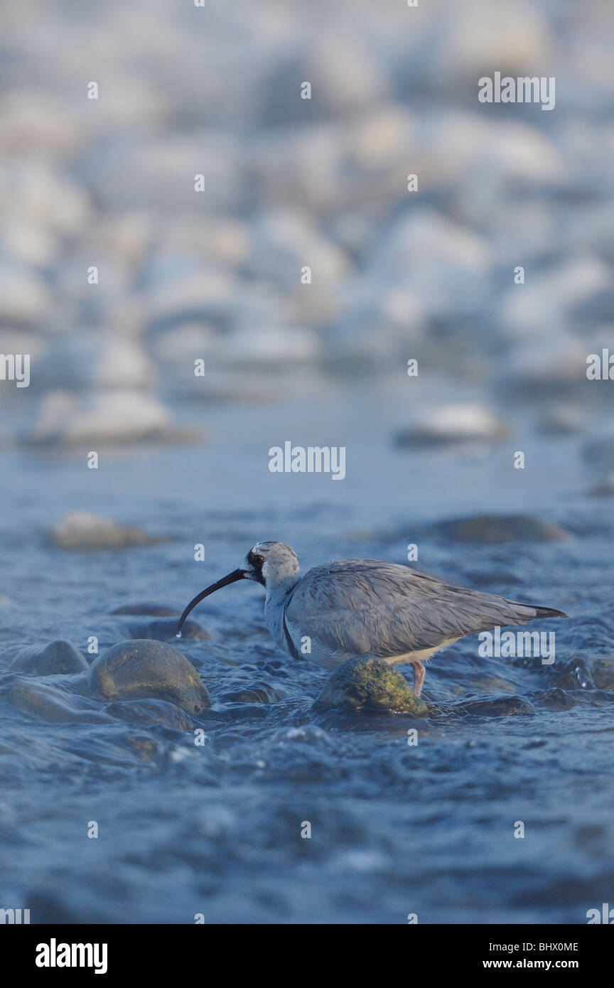 Ibisbill ( Bird) in a stream Stock Photo - Alamy