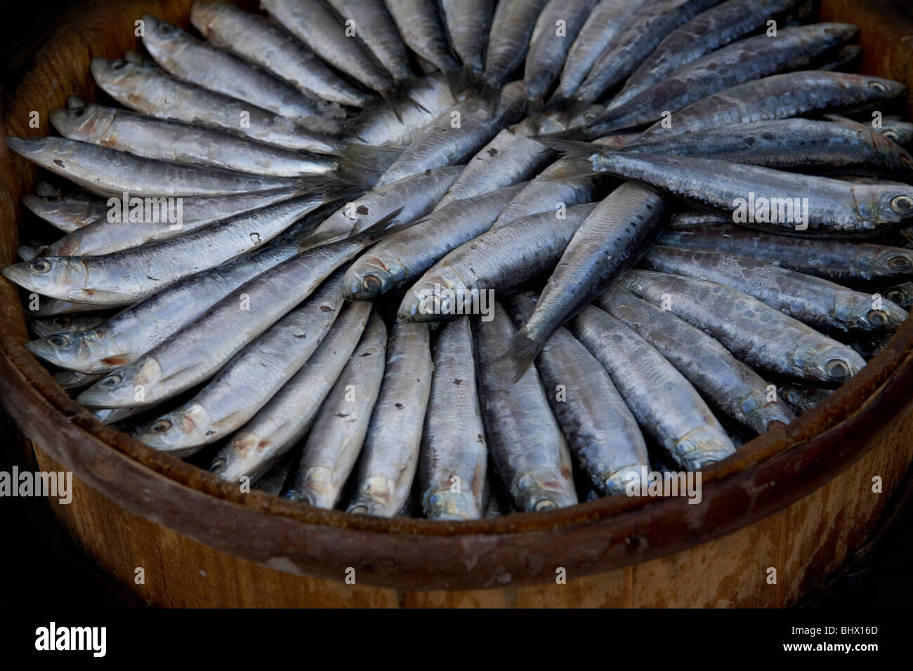 Freshly caught Sardines in L'Escala, Costa Brava, Catalonia, Spain ...