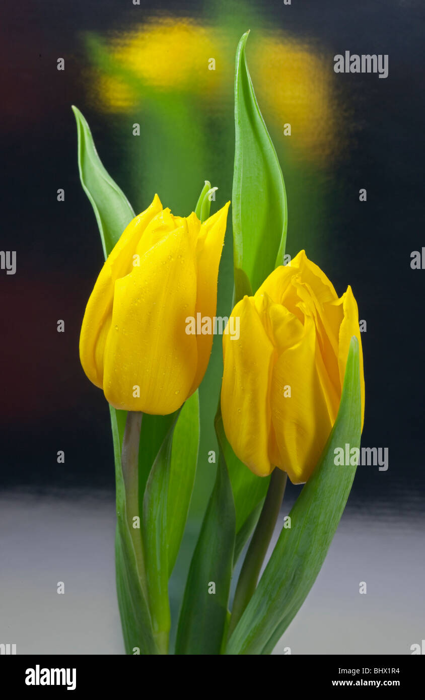 Yellow reflect hi-res stock photography and images - Alamy