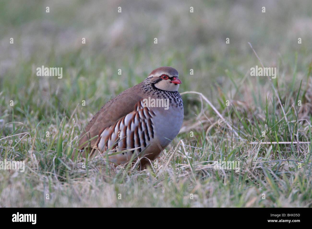 Red-legged Partridge Stock Photo - Alamy