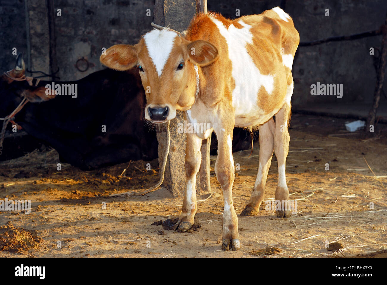 Indian Calf High Resolution Stock Photography and Images - Alamy