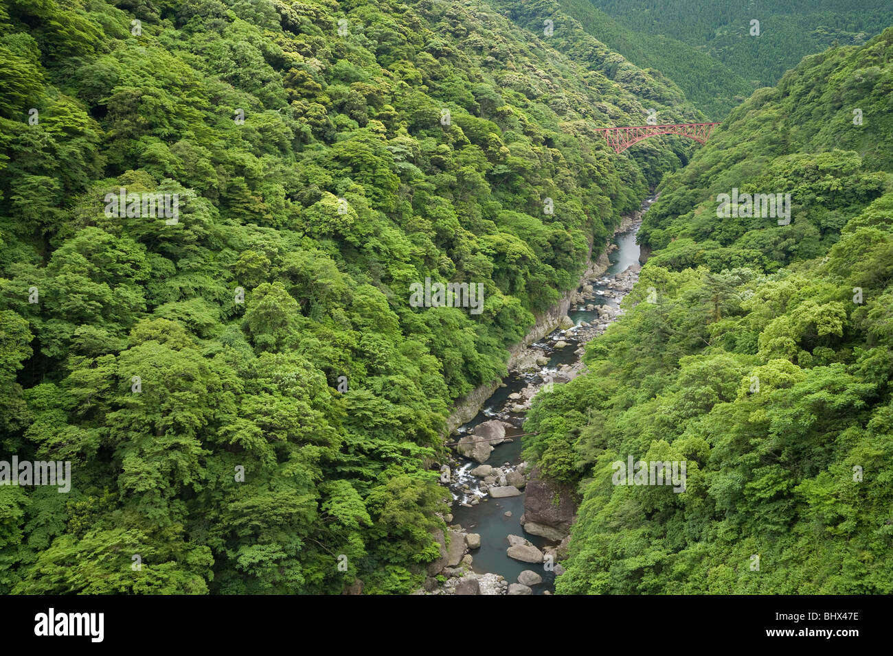 Aso Kitamukidani Forest, Minamiaso, Kumamoto, Japan Stock Photo - Alamy