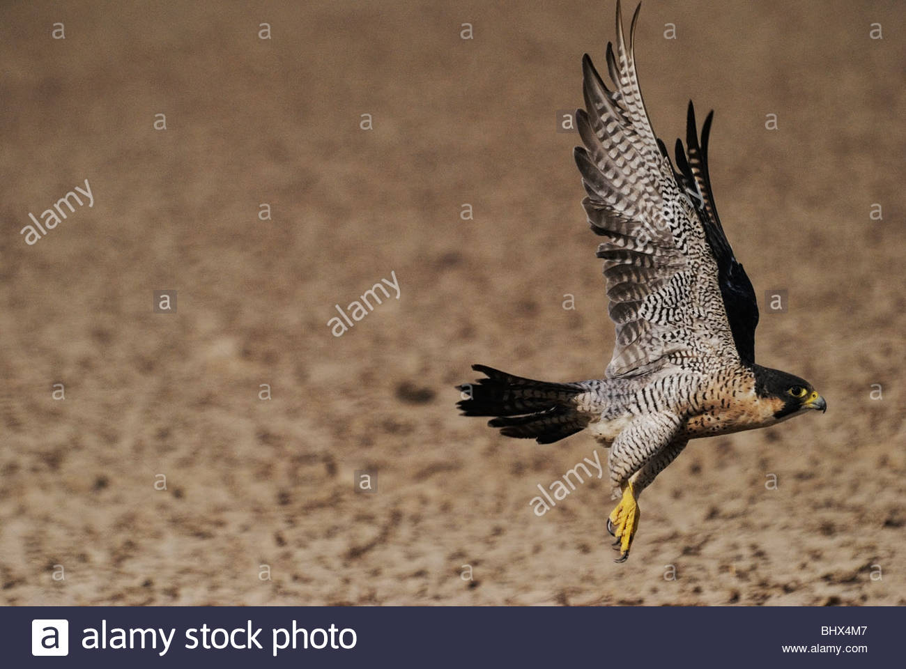 Falcon Flying Desert High Resolution Stock Photography and Images - Alamy