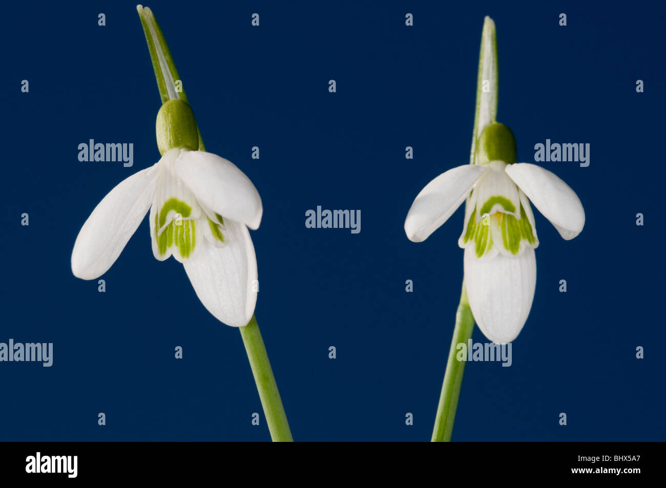 two snowdrops in close up against a clear blue spring sky Stock Photo ...