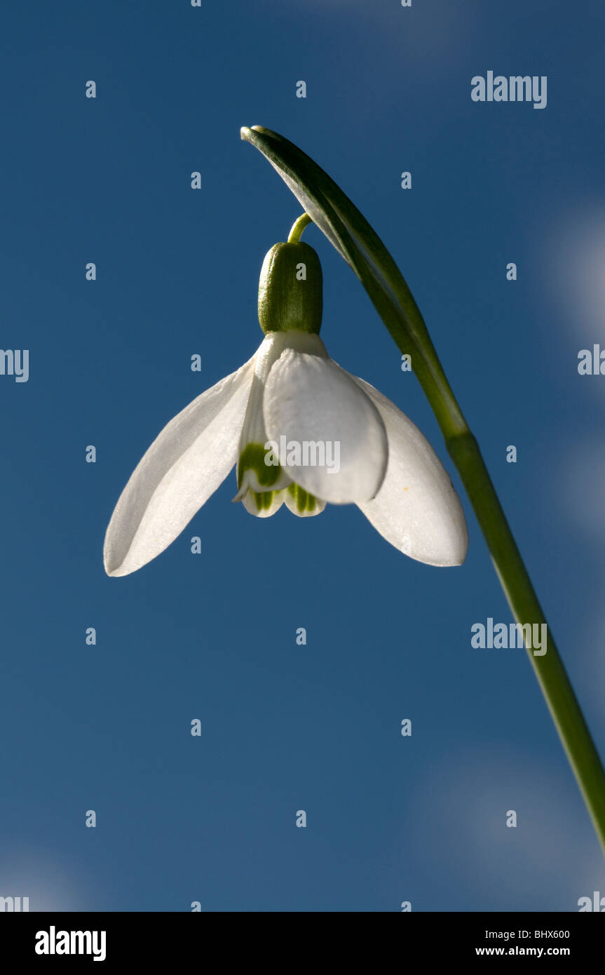 A single snowdrop against a clear blue spring sky Stock Photo - Alamy