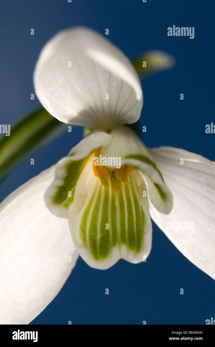 A single snowdrop against a clear blue spring sky Stock Photo - Alamy