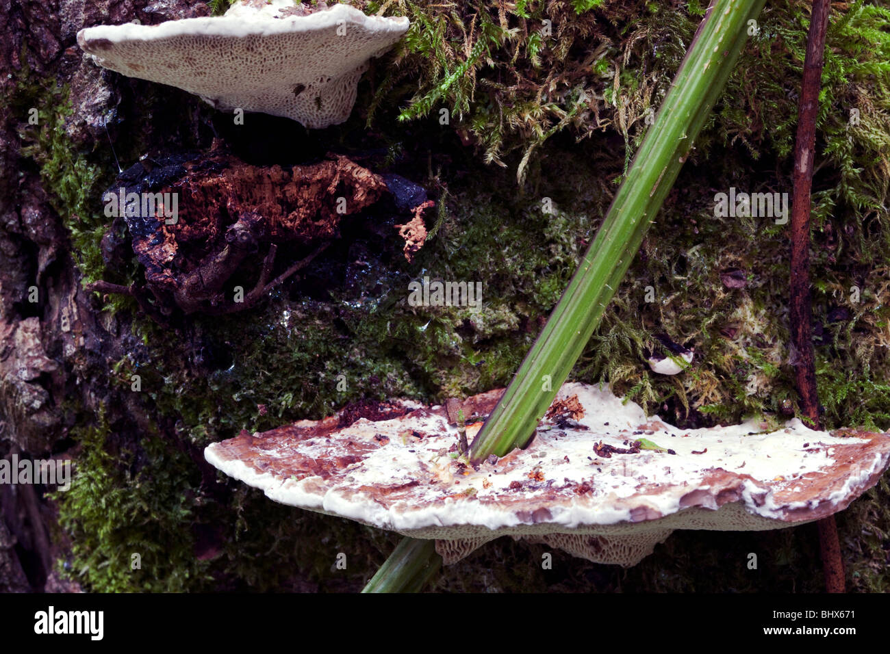 Heterobasidion annosum ? fungi pierced by nettle stalk Stock Photo - Alamy