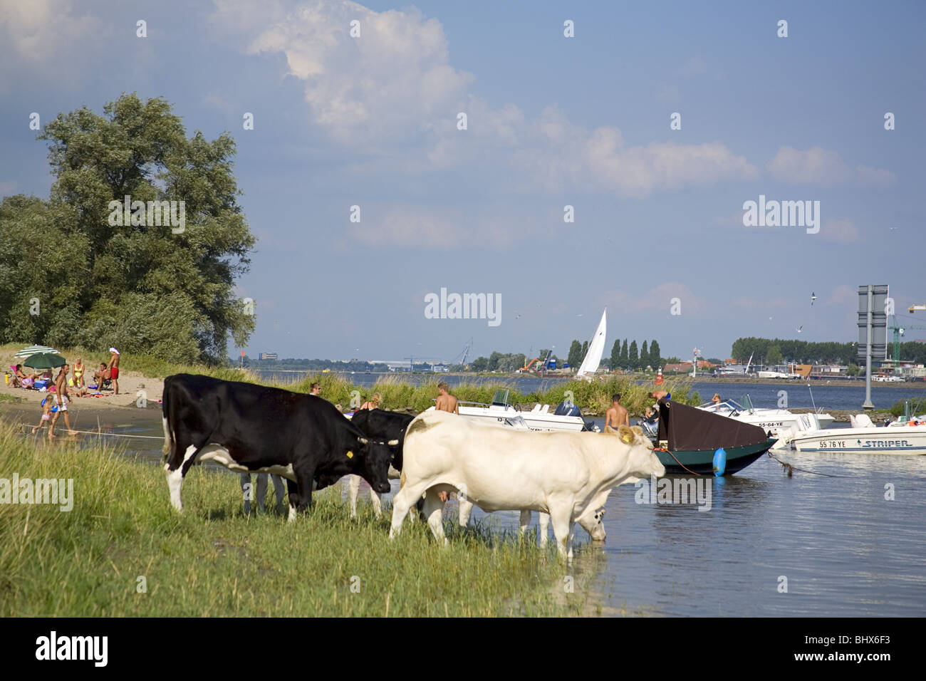 People and cows recreating along the river Nieuwe Merwede, Biesbosch ...