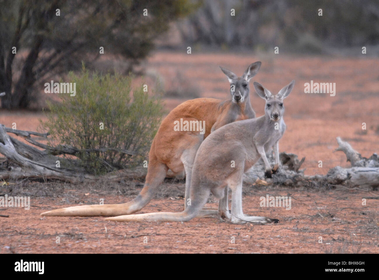 Gawler ranges hi-res stock photography and images - Alamy