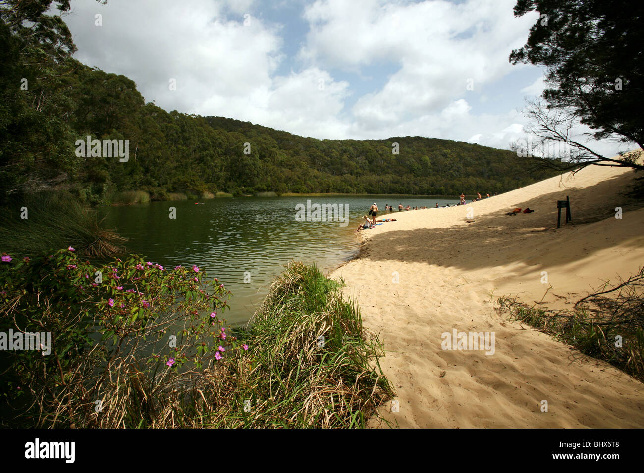 Lake Wabby - a barrage lake formed when moving sand dunes block a ...