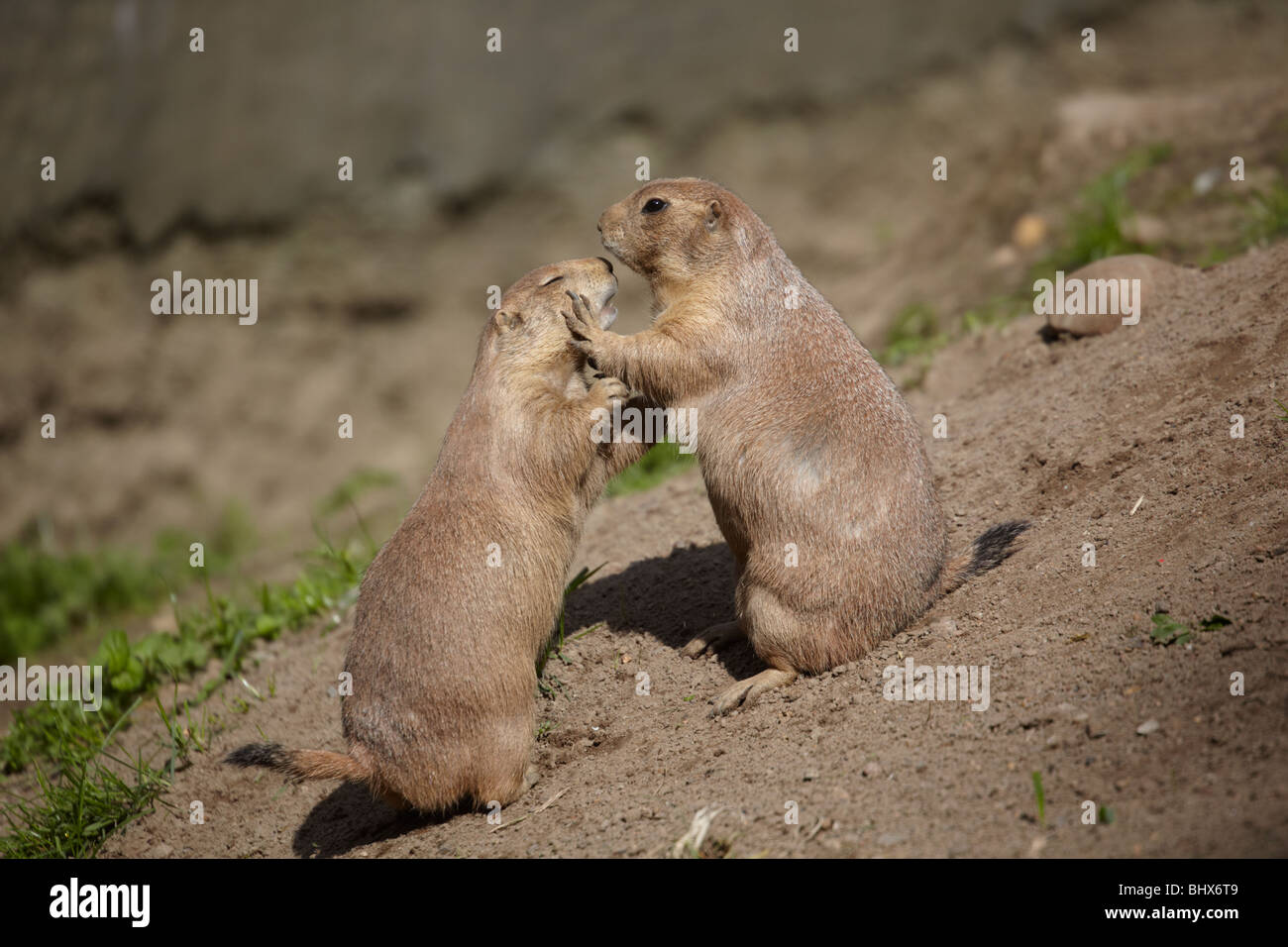 Two prairie dogs Stock Photo - Alamy