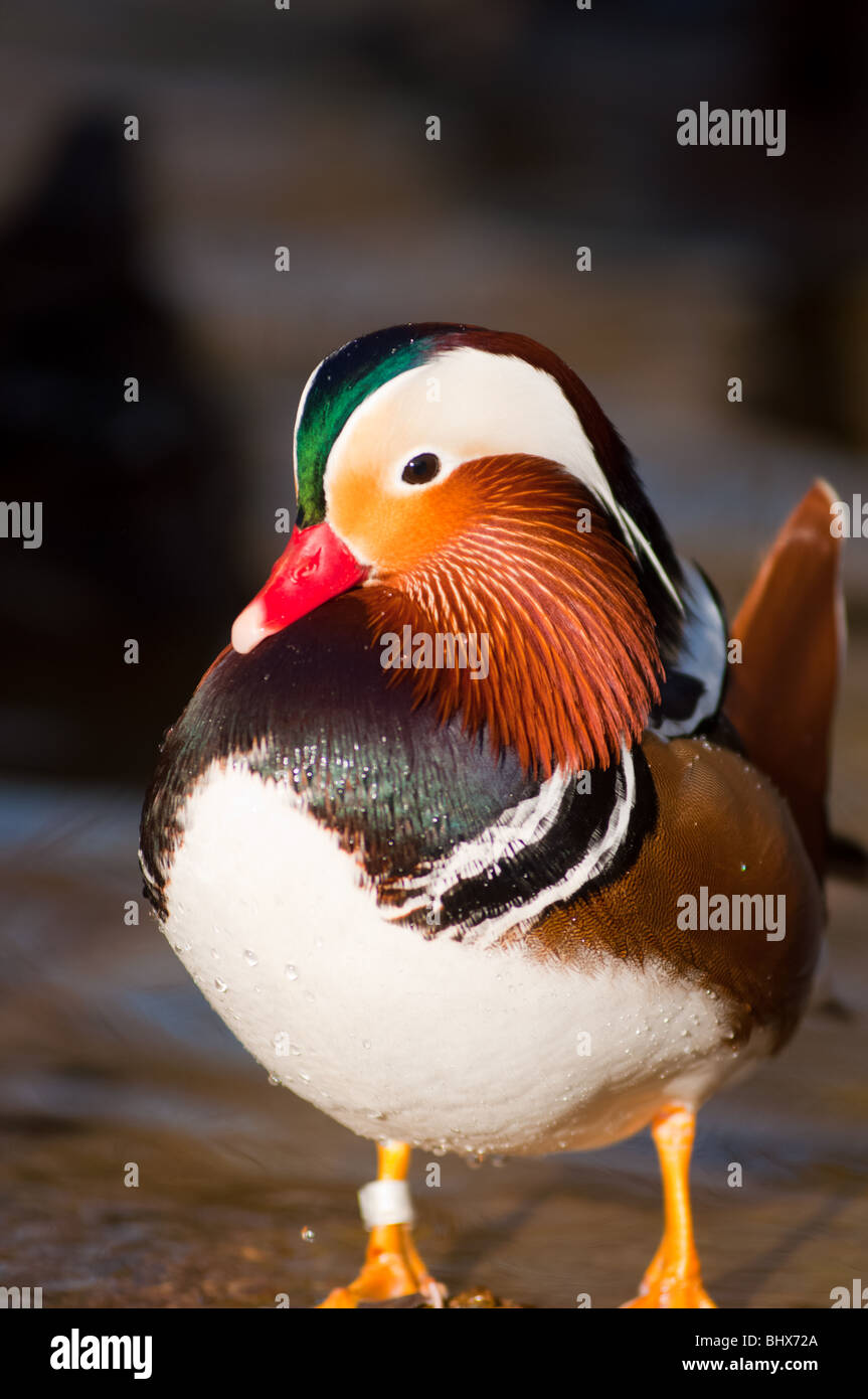 Yuan yang birds hi-res stock photography and images - Alamy