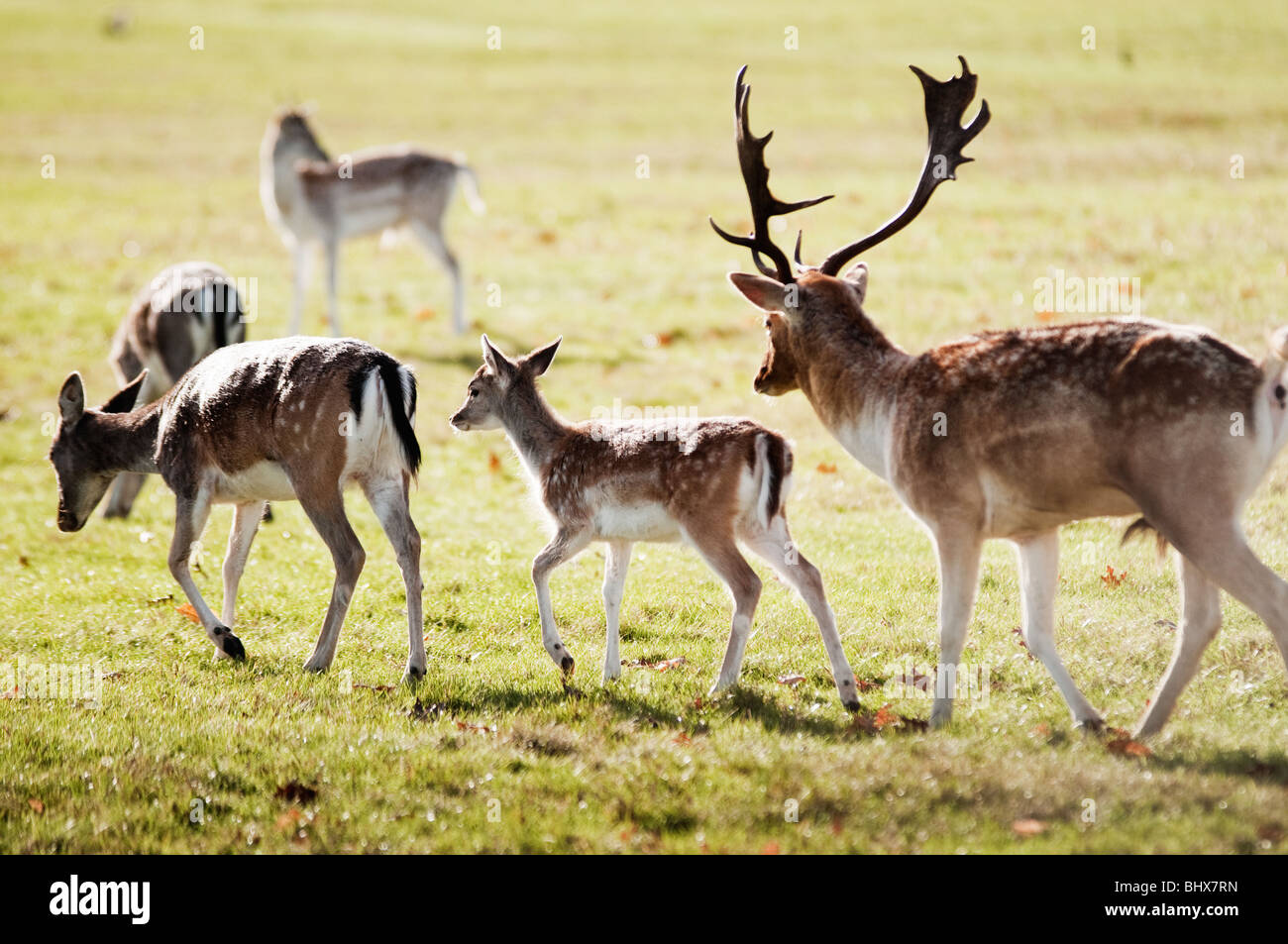Buck richmond park fallow deer surrey hi-res stock photography and ...
