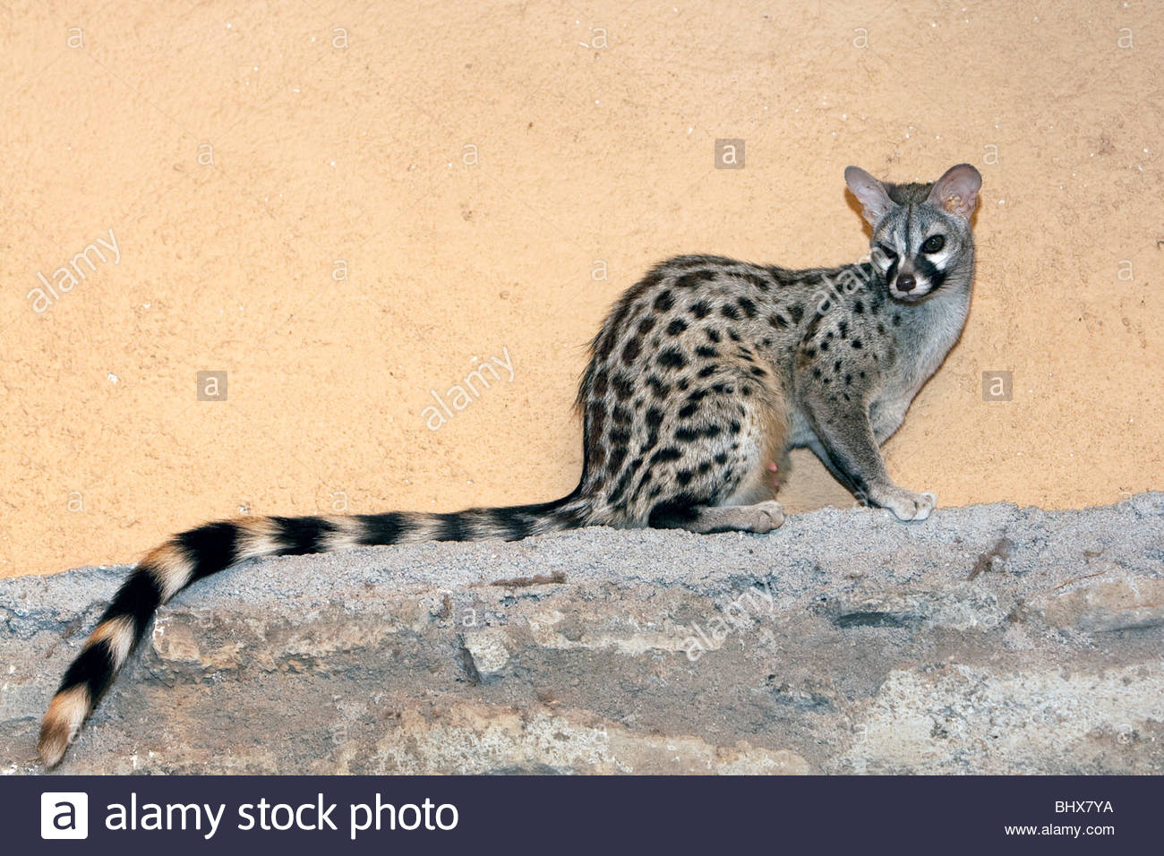 Genet (genetta Genetta) Stock Photos & Genet (genetta Genetta) Stock ...