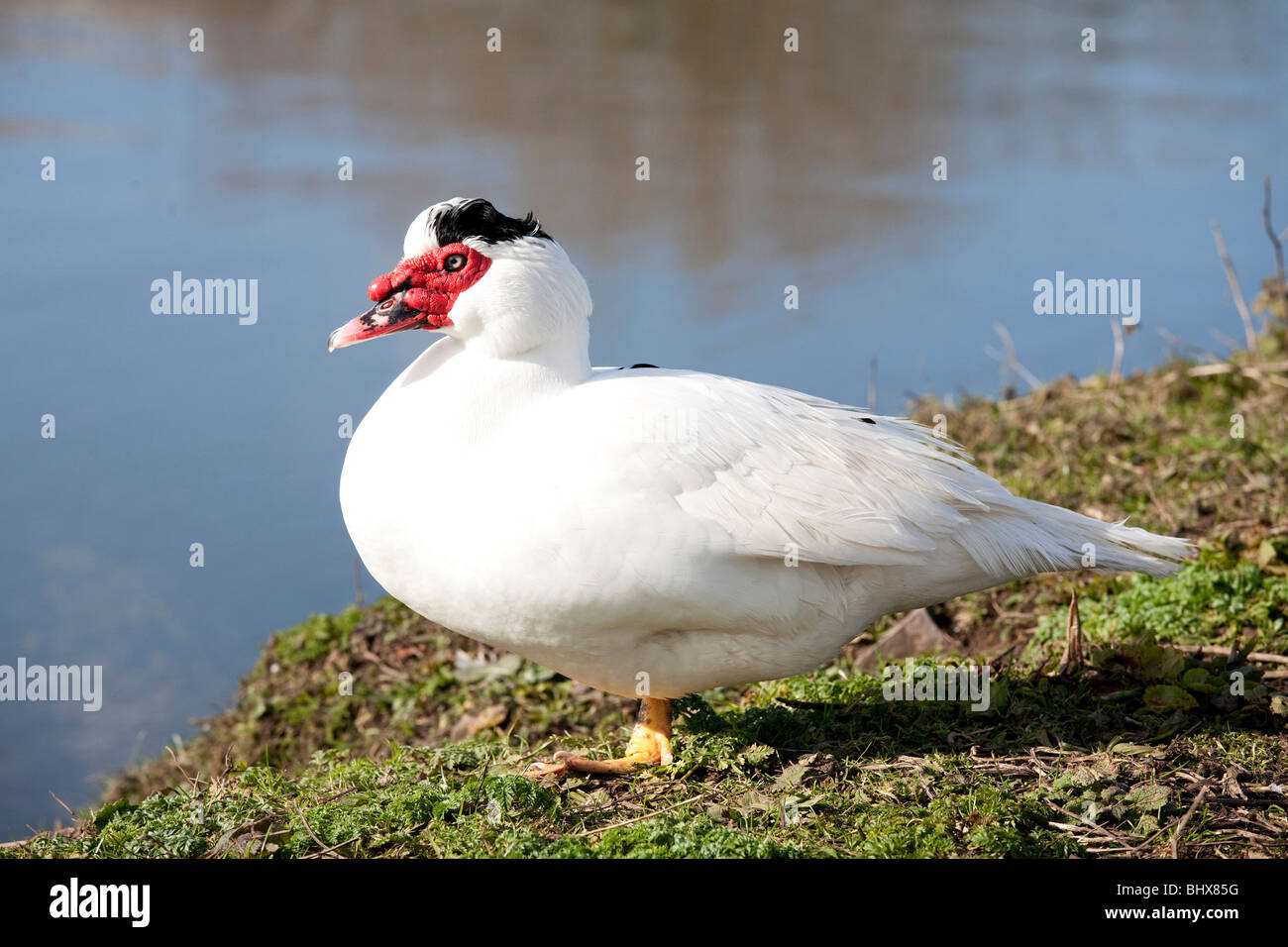 White Ducks With Red Beaks
