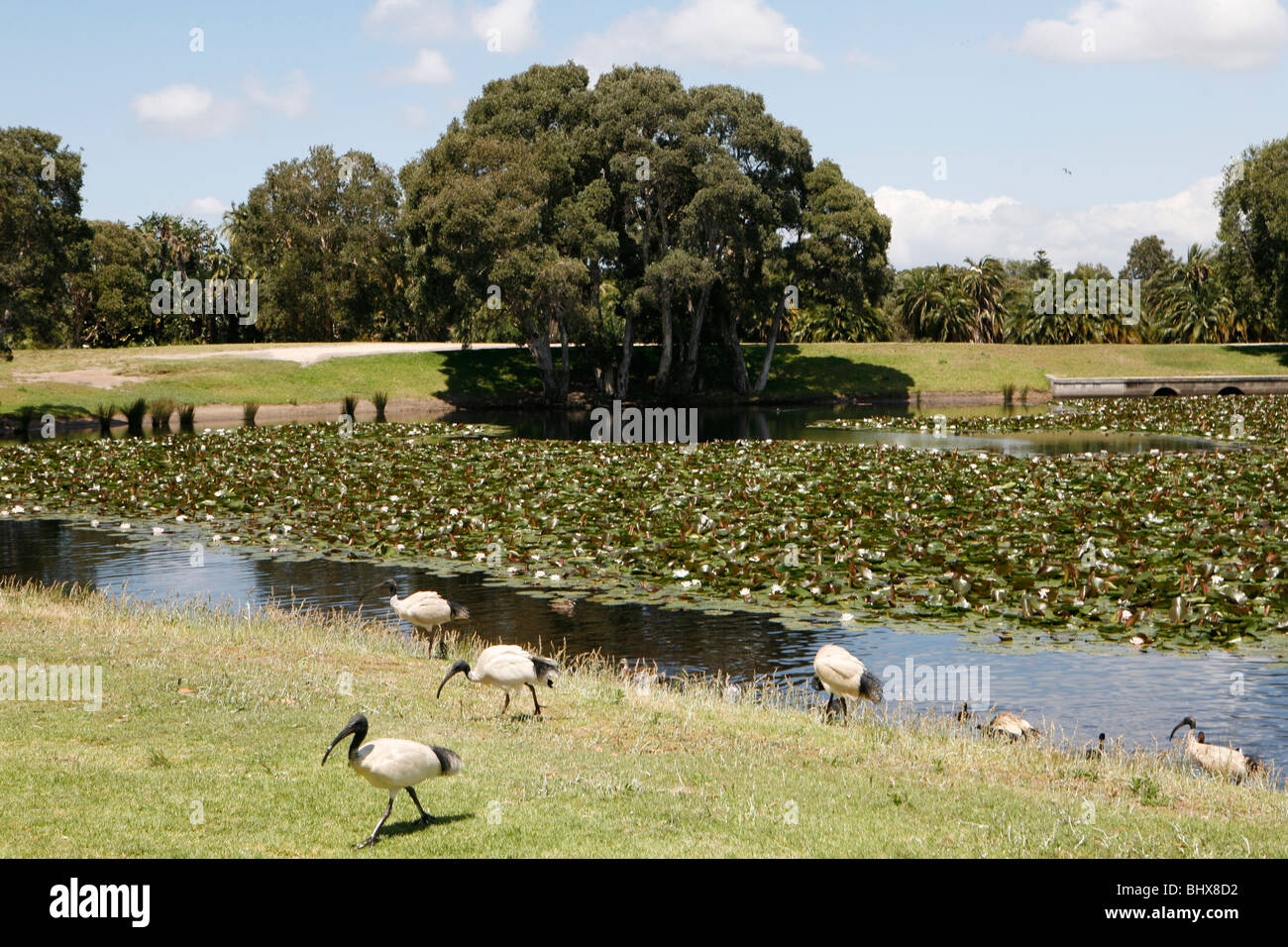 Centennial Park, Sydney, Australia Stock Photo - Alamy