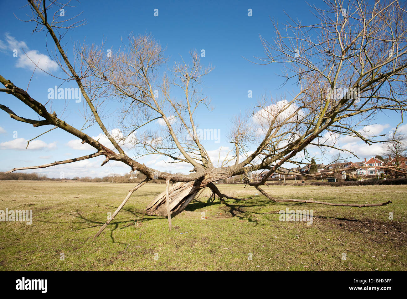 old dead tree in large green field Stock Photo - Alamy