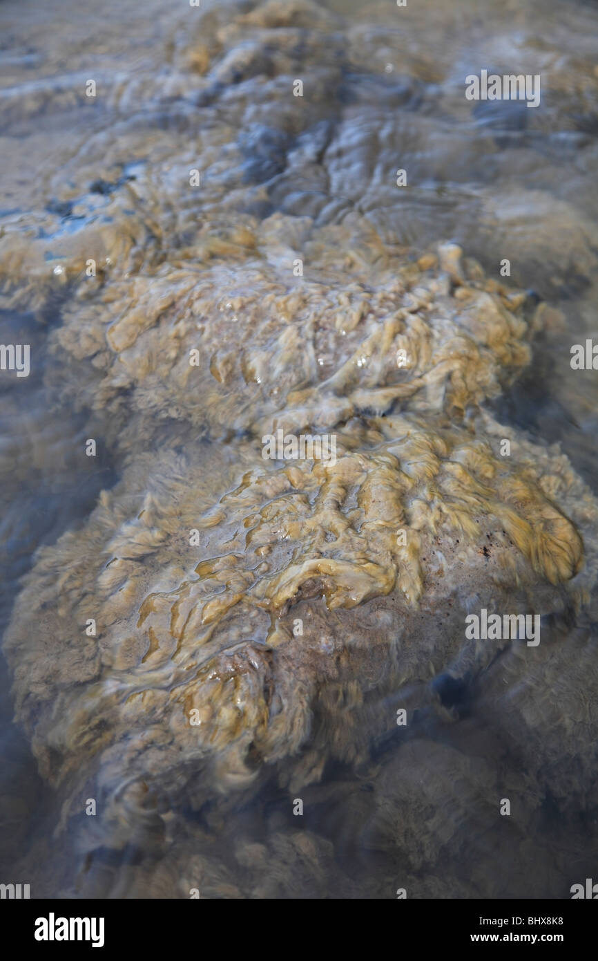 Invasive algae didymo covering rocks hi-res stock photography and ...