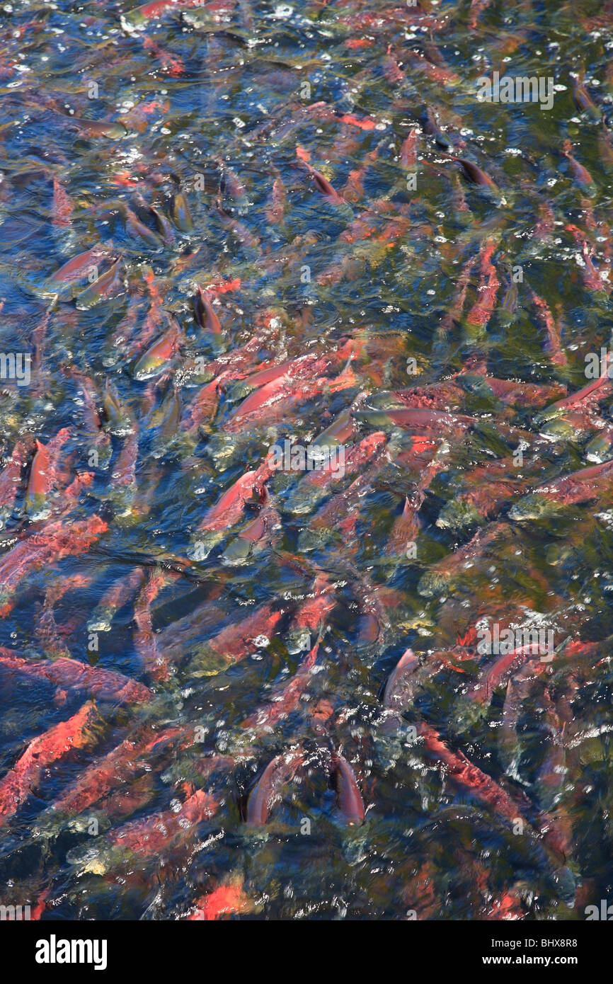 Sockeye salmon massed below counting fence, Fulton River Salmon ...