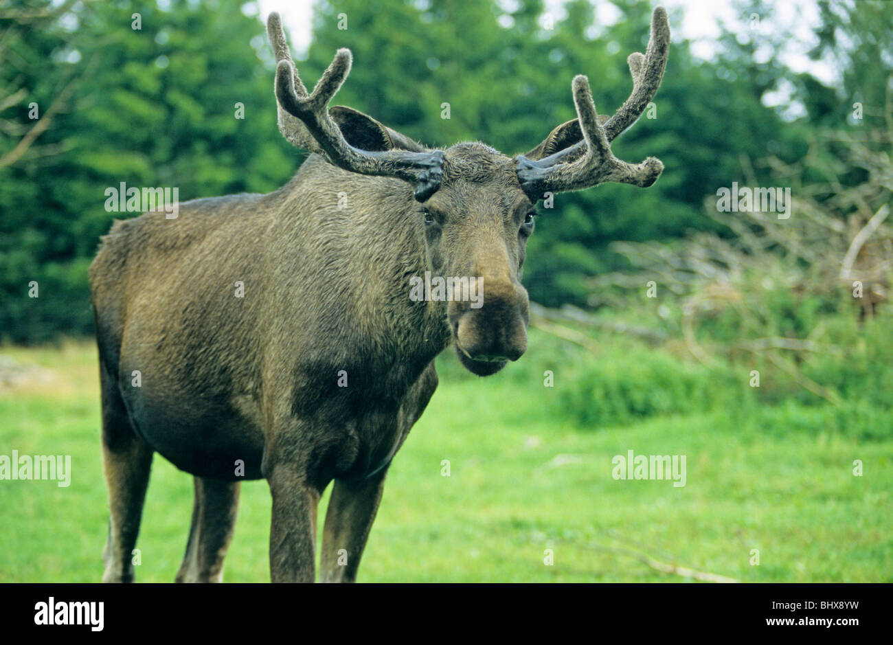 Sk451 24 hi-res stock photography and images - Alamy