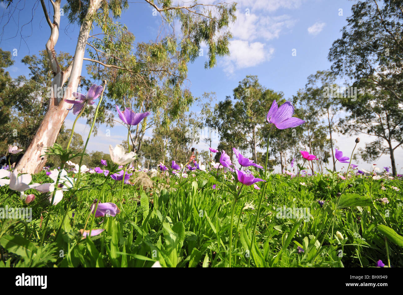 Israel, A field of spring wildflowers Anemone coronaria (Poppy Anemone ...
