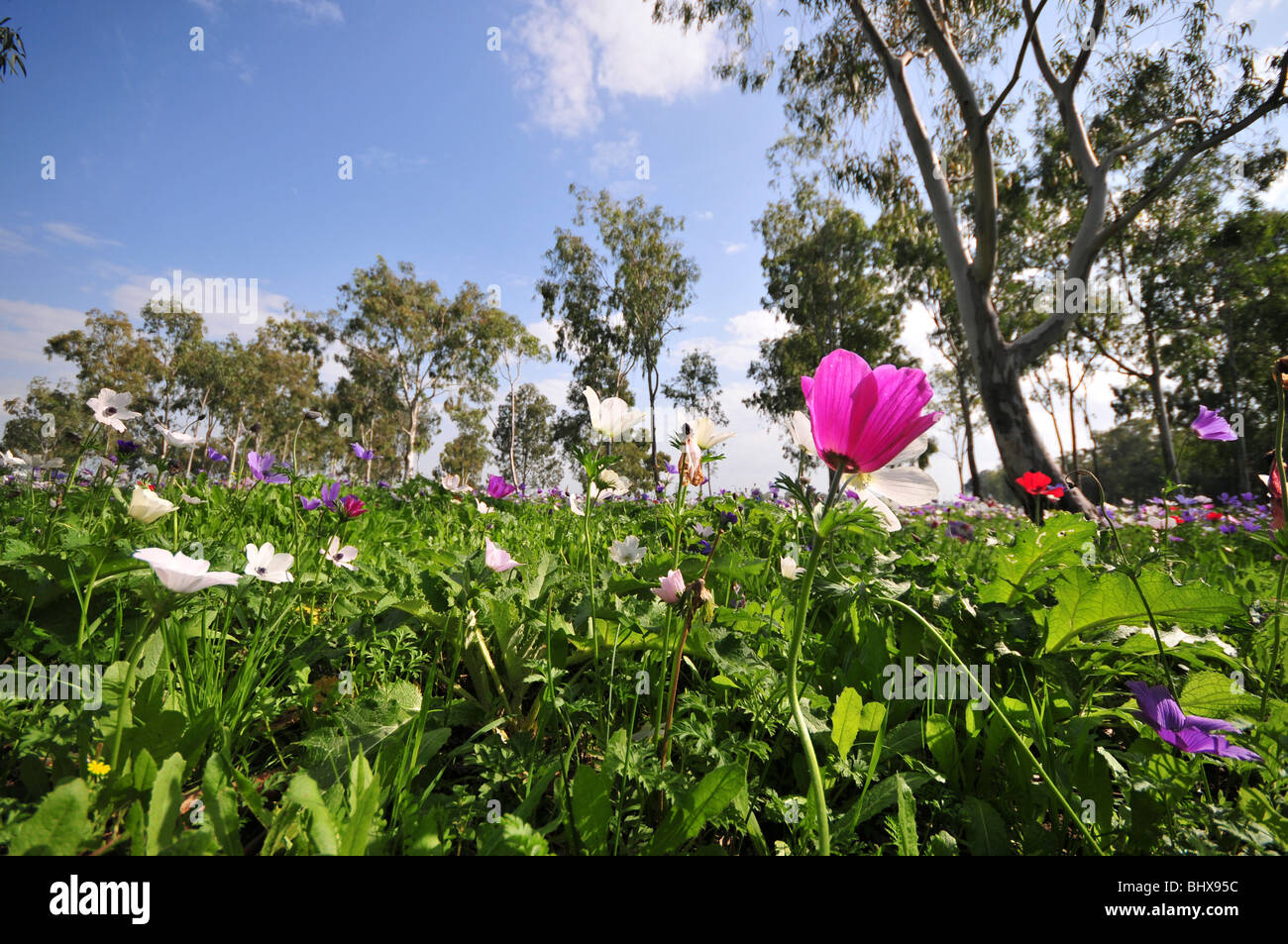 Israel, A field of spring wildflowers Anemone coronaria (Poppy Anemone ...