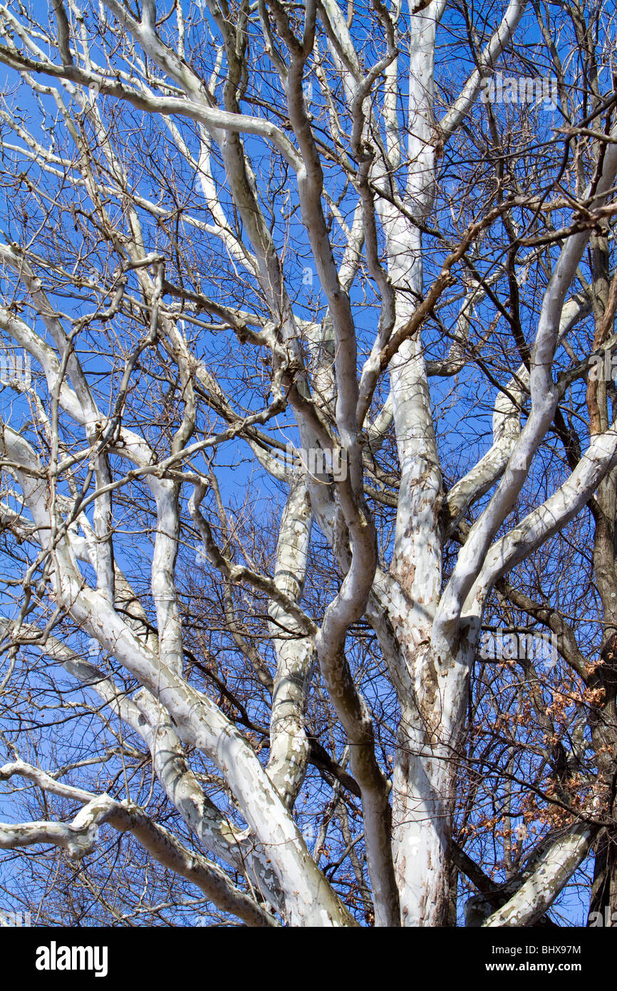 American sycamore hi-res stock photography and images - Alamy