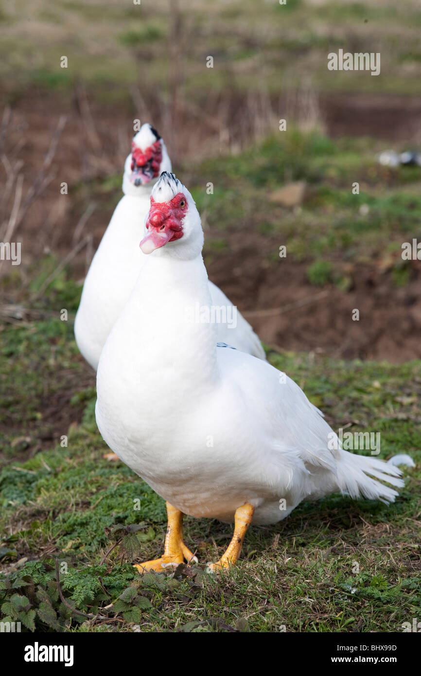 White Duck Red Face High Resolution Stock Photography and Images - Alamy