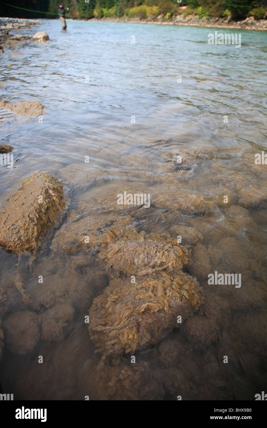 Invasive algae didymo covering rocks hi-res stock photography and ...