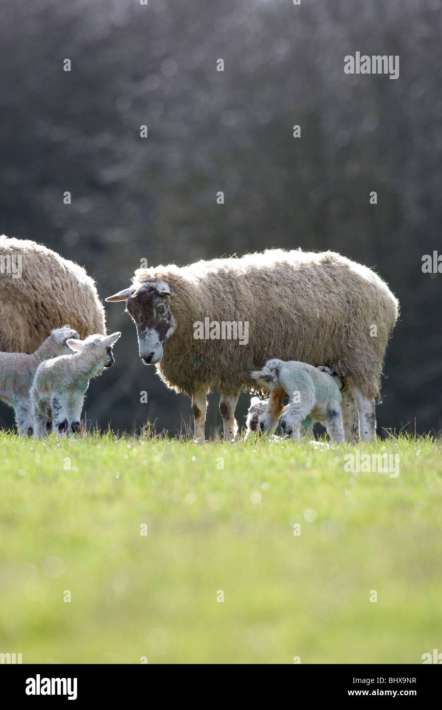 Ewe With New Born Lambs Stock Photo - Alamy