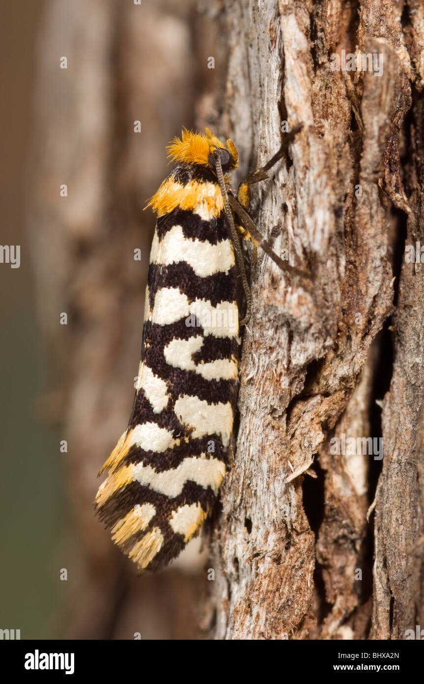 Pretty Australian moth with a strange life cycle Stock Photo - Alamy