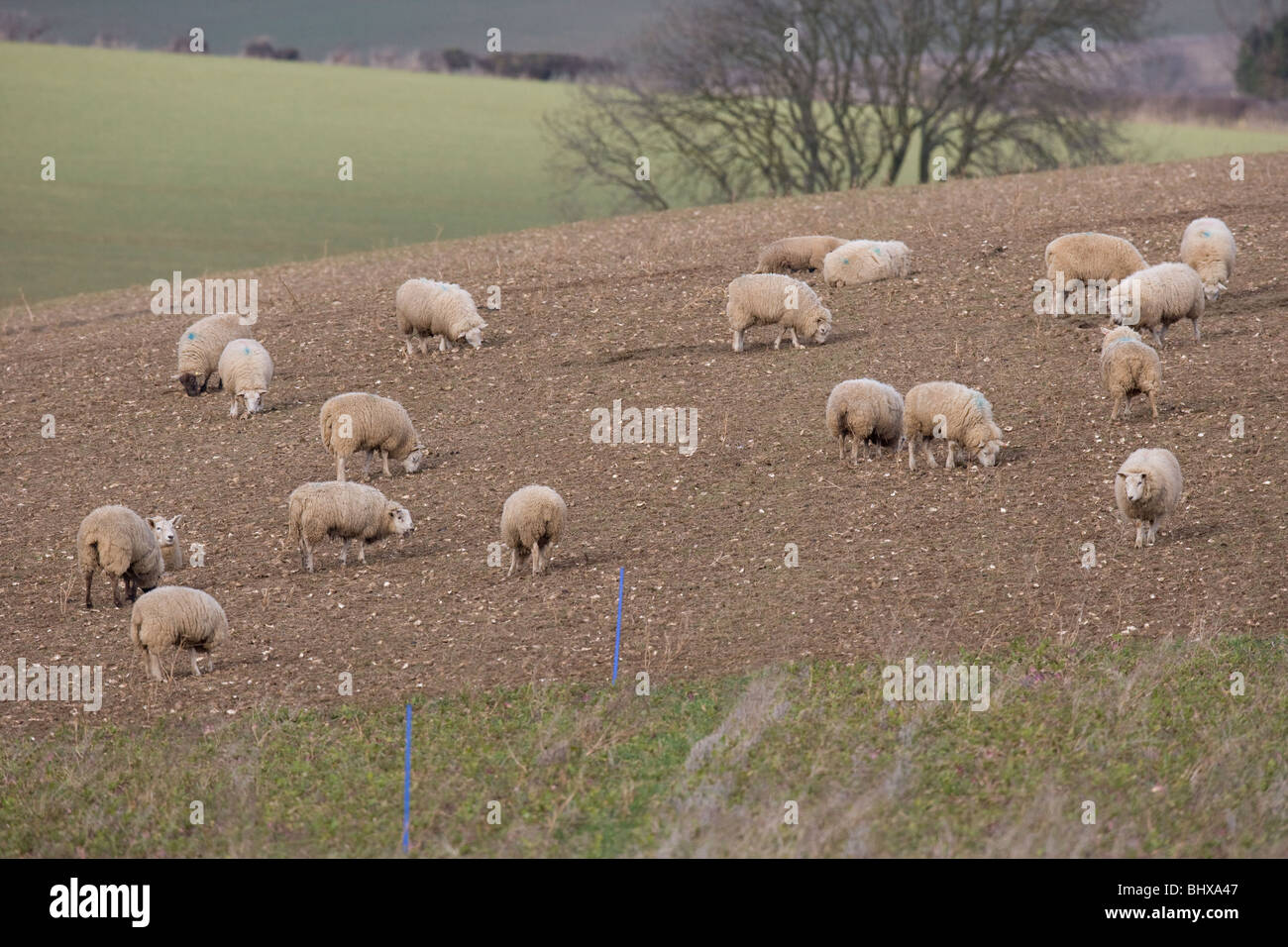 Sheep On Stubble Turnips Stock Photo - Alamy
