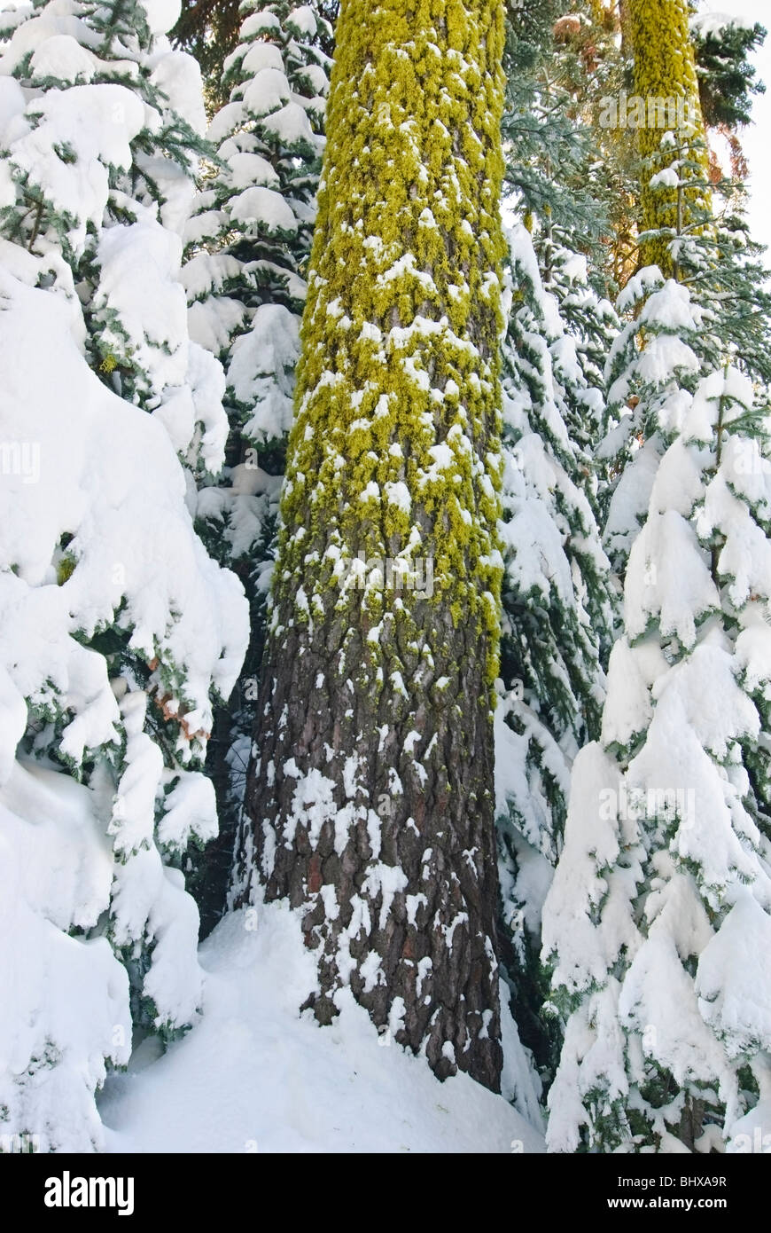 Winter Wonderland of Badger Pass in Yosemite National Park Stock Photo ...