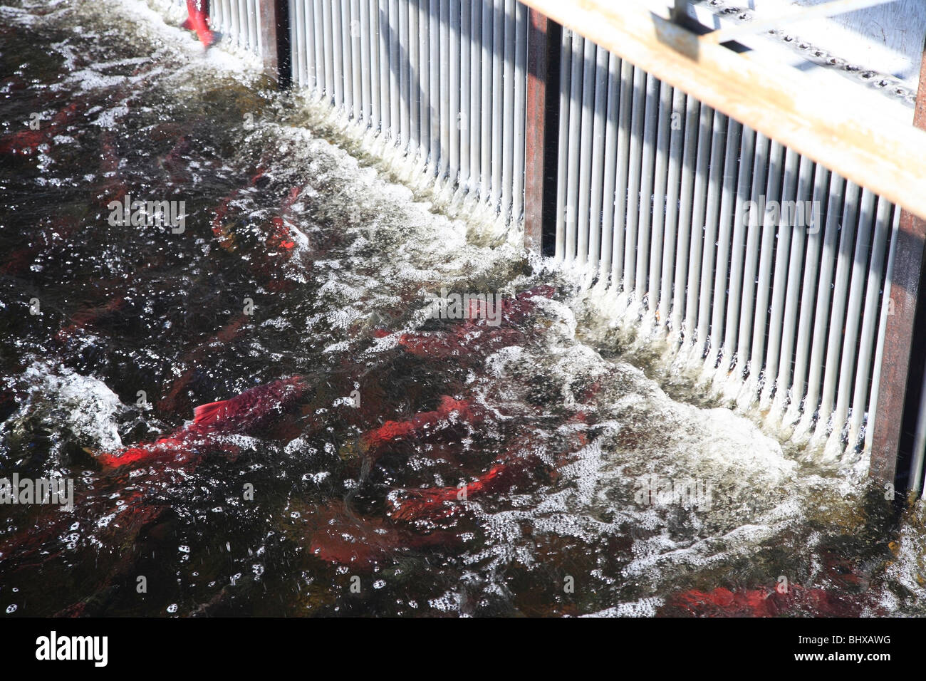 Sockeye salmon at counting fence, Fulton River Ehancement Facility ...