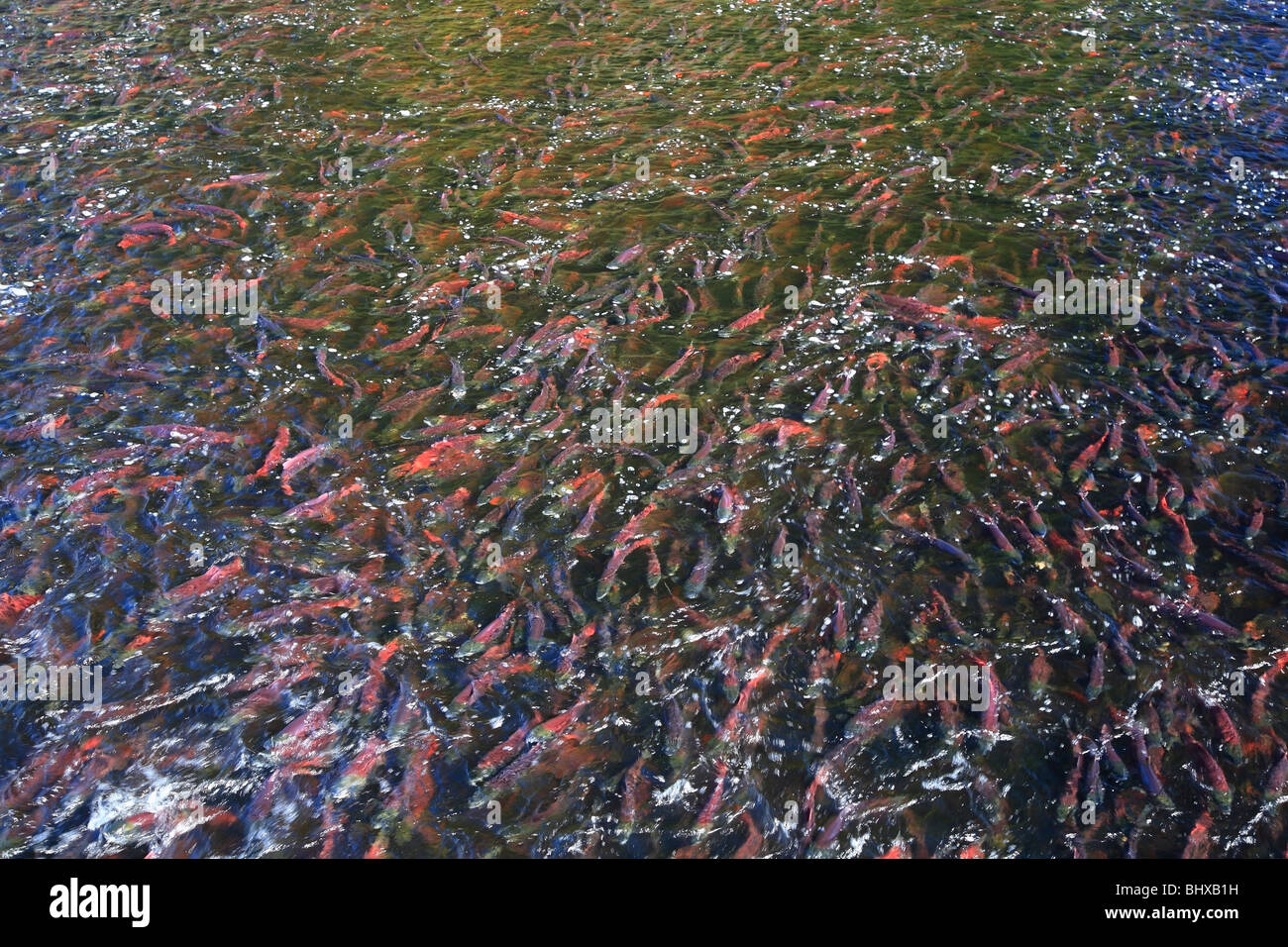 Sockeye salmon in spawning channel, Fulton River Enhancement Facility ...