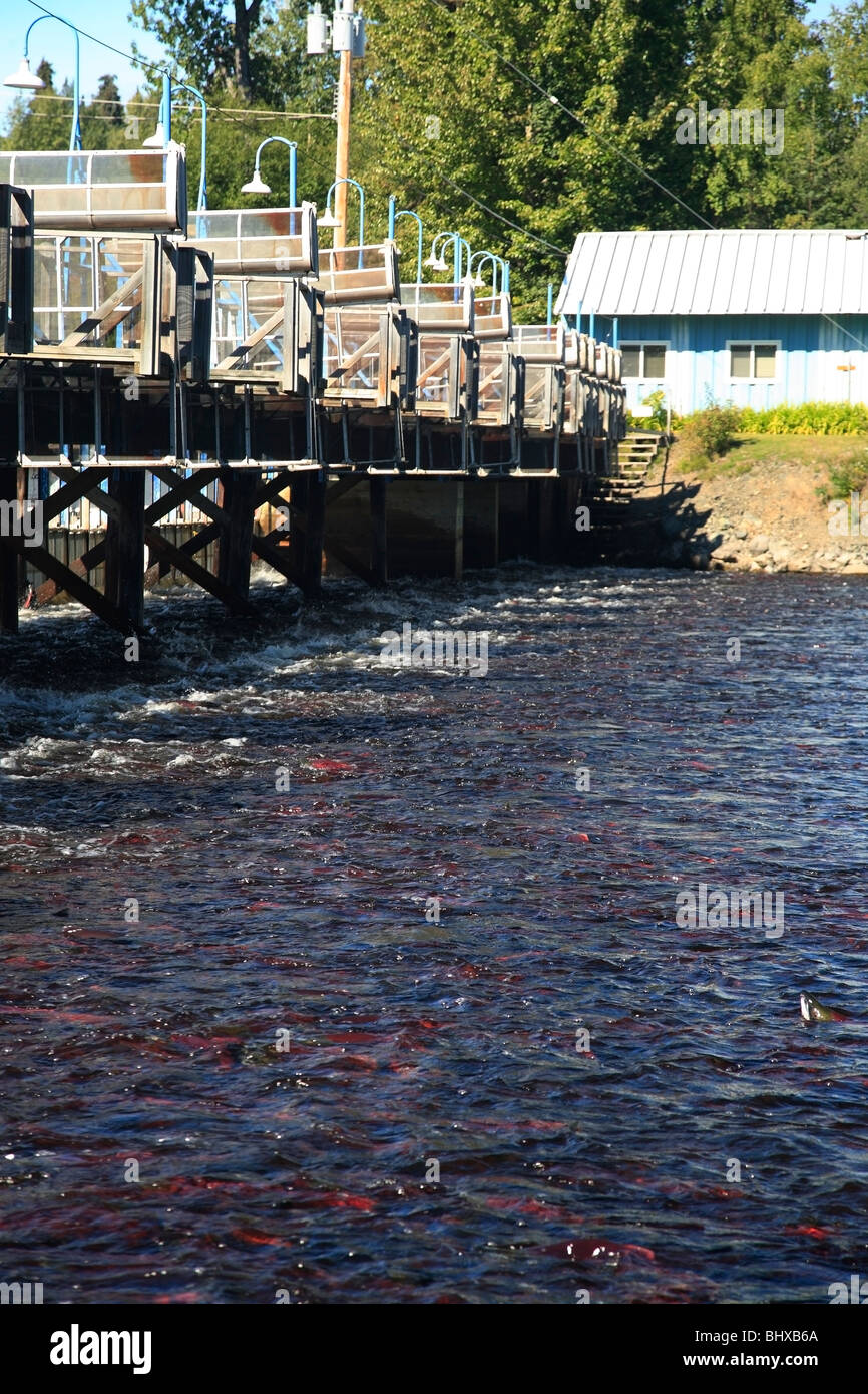 Sockeye salmon below counting fence in spawning channel, Fulton River ...