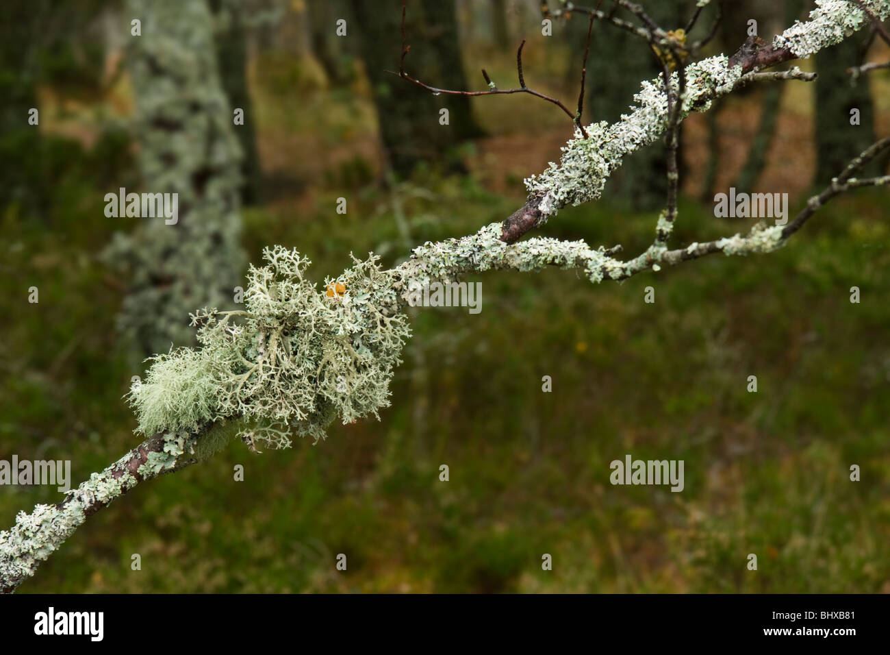 Lichen growing on a Scots Pine, Scotland Stock Photo - Alamy