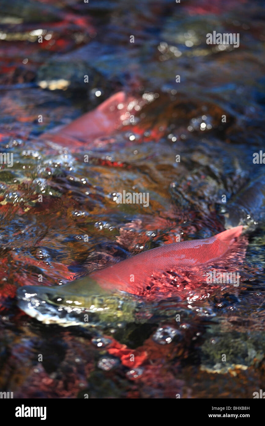 Sockeye salmon massed below counting fence, Fulton River Enhancement ...