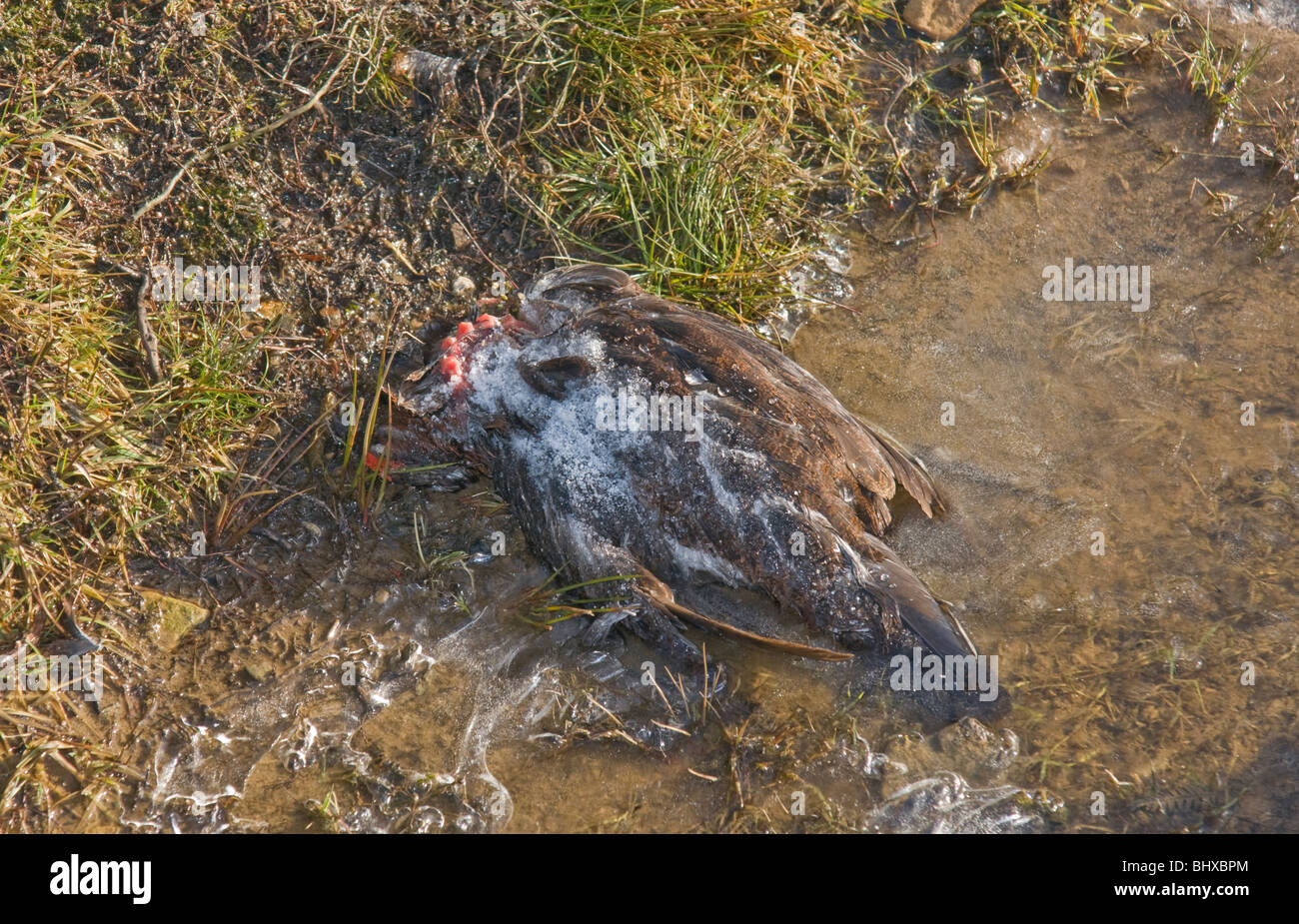 Dead pool hi-res stock photography and images - Alamy