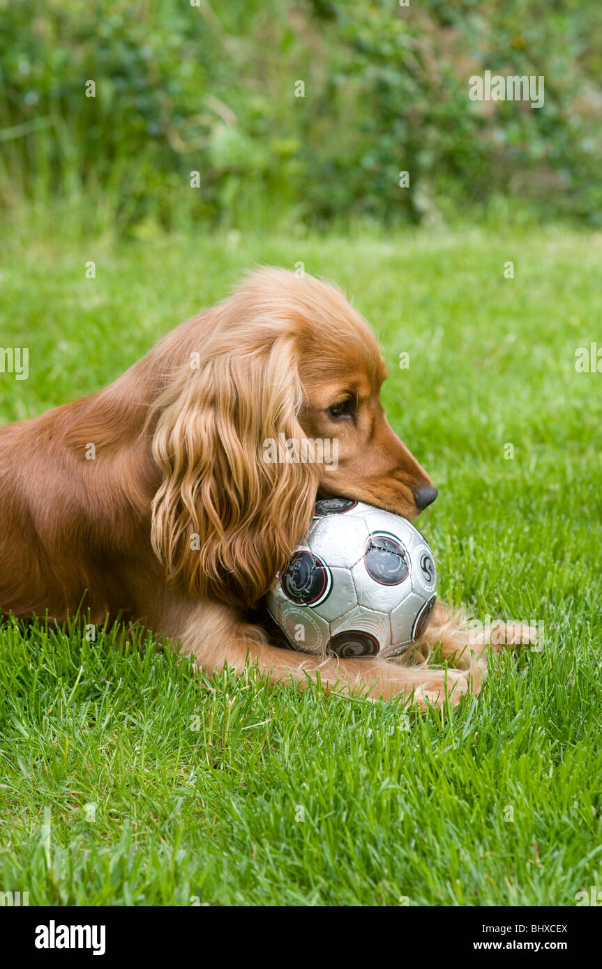 Dog playing in Garden Stock Photo - Alamy