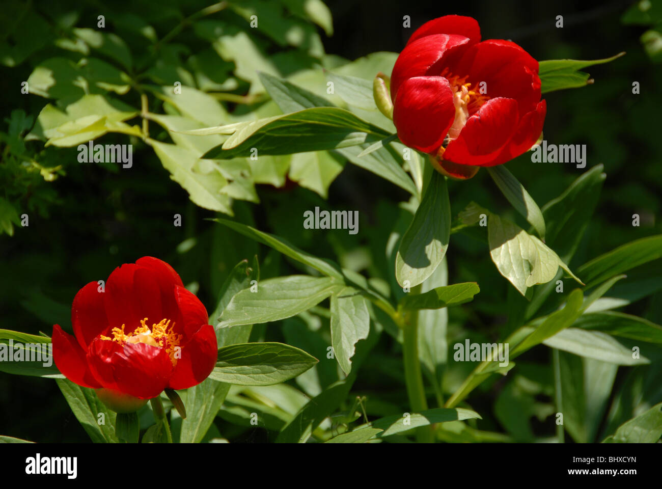Globe flower trollius hi-res stock photography and images - Alamy