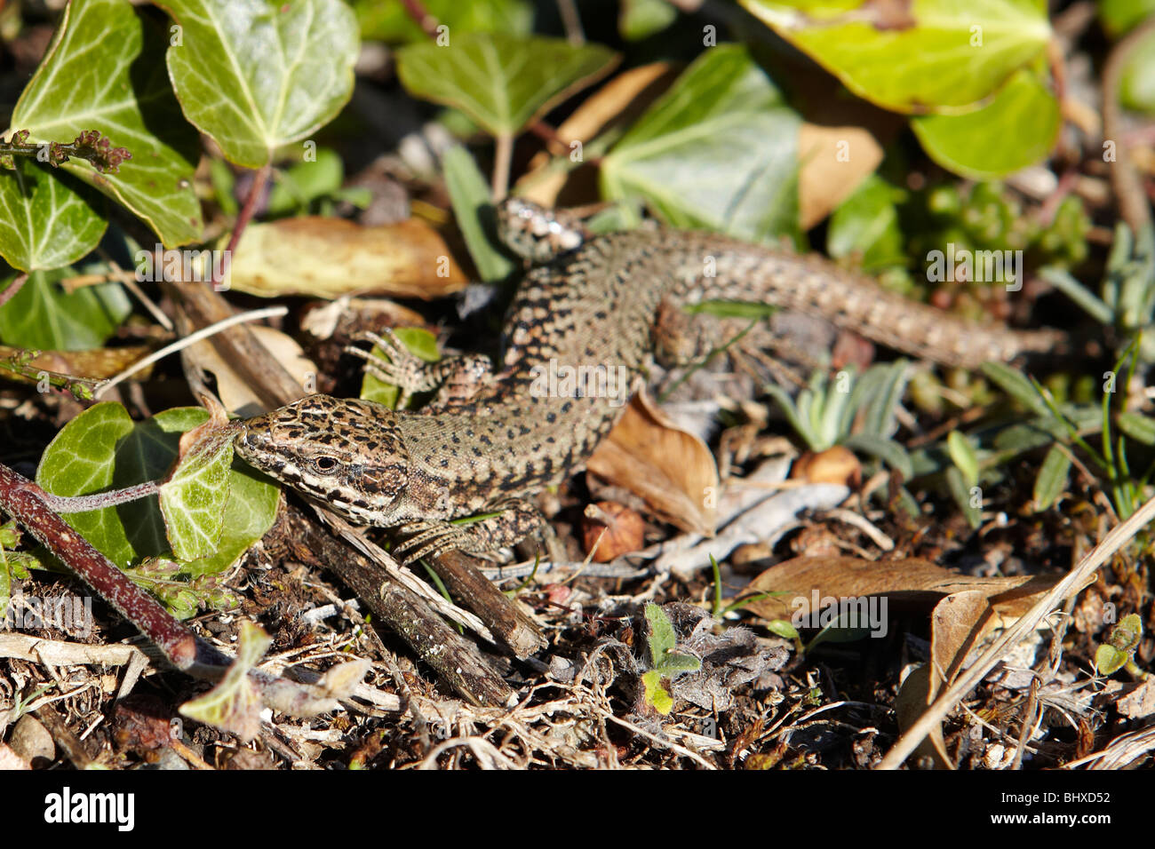 Lizard in Burgundy, France Stock Photo - Alamy
