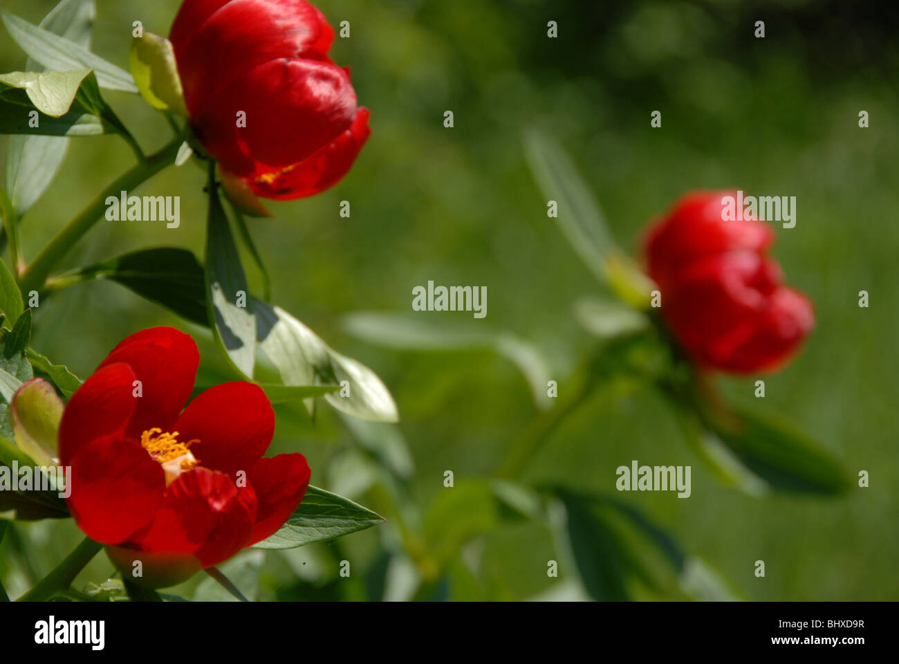 red flowers peony globe flower trollius Stock Photo - Alamy