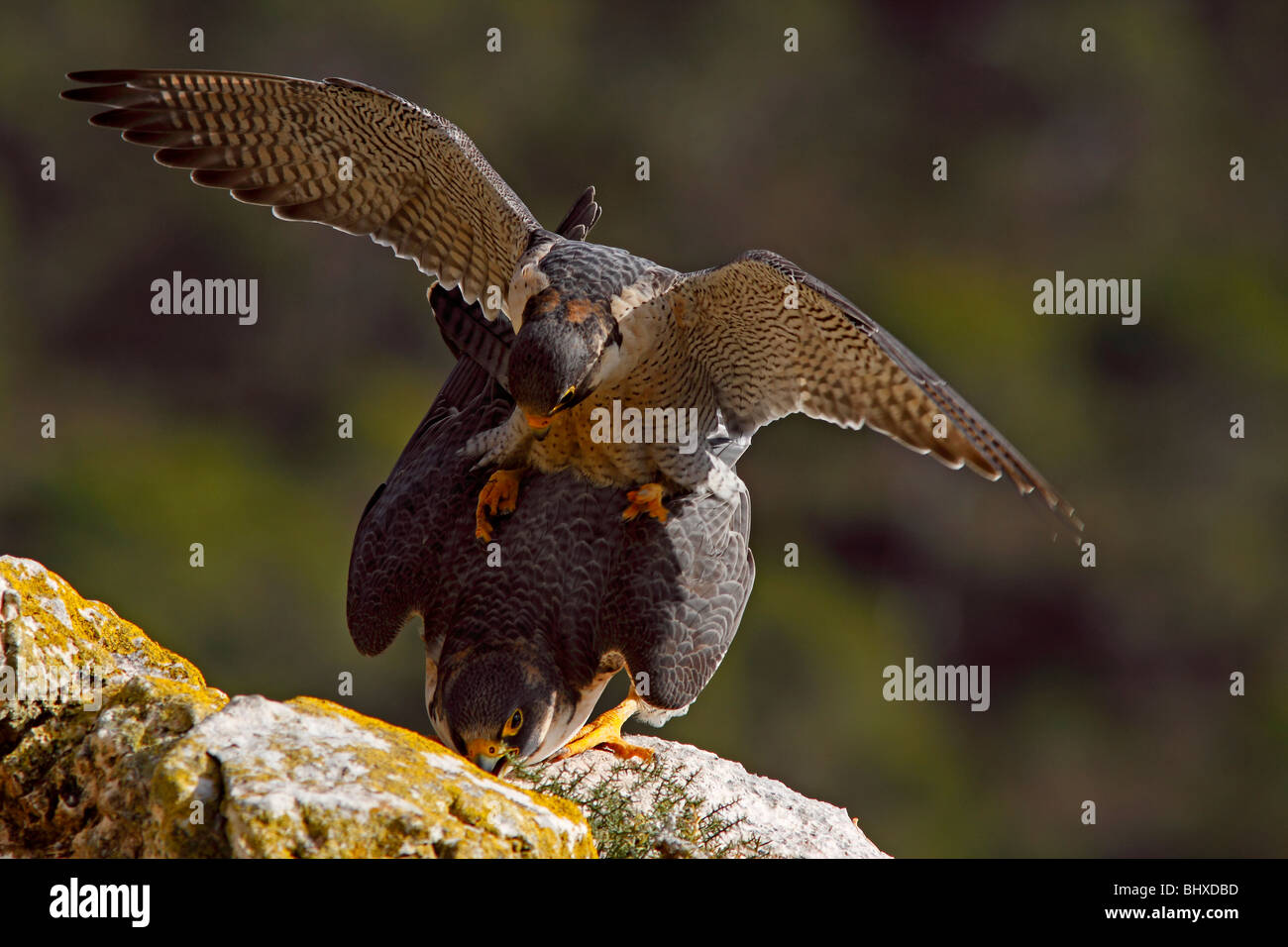 Mating adults hi-res stock photography and images - Alamy