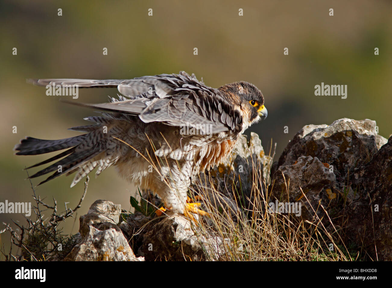 peregrine falcon, adult female on her perch Stock Photo - Alamy