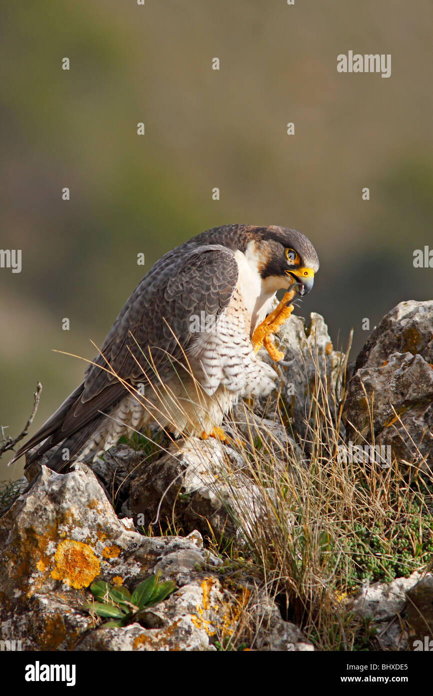 peregrine falcon, adult female on her perch Stock Photo - Alamy