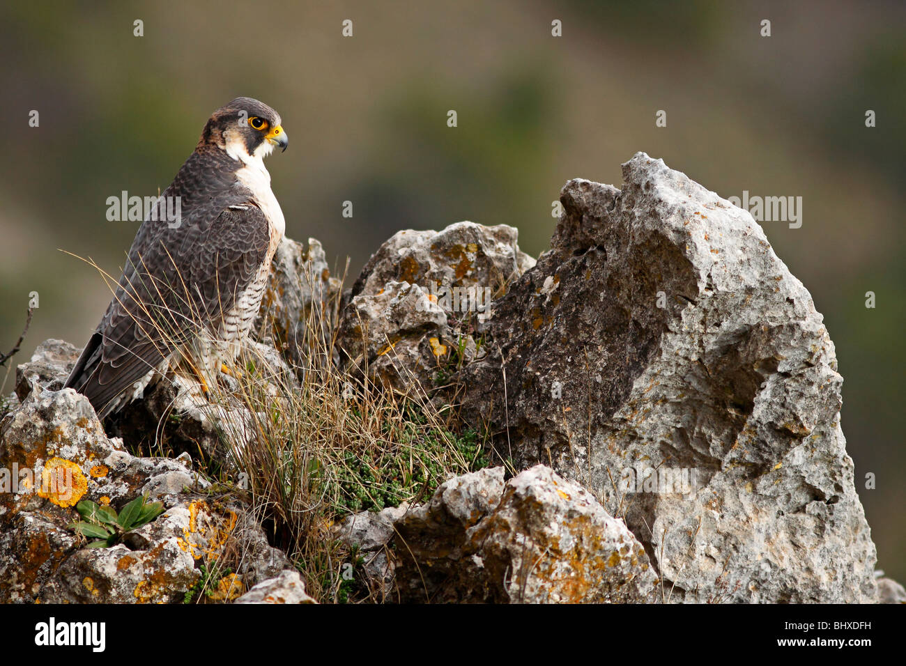 Female peregrine falcon hi-res stock photography and images - Alamy