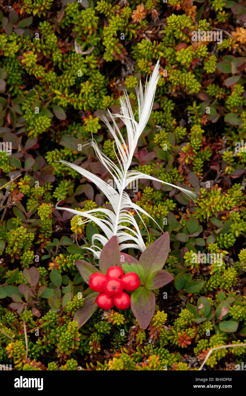 Crackerberries hi-res stock photography and images - Alamy