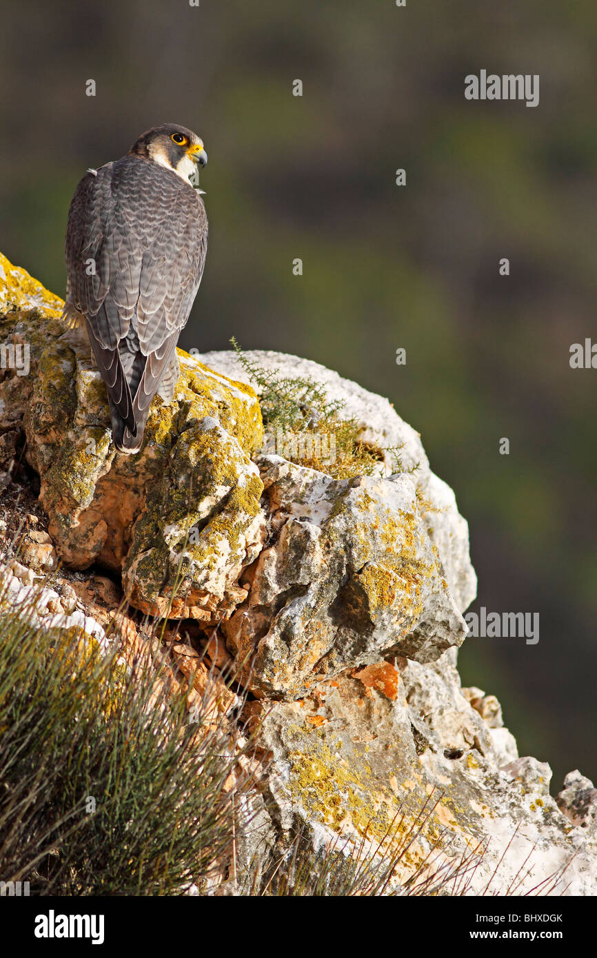 peregrine falcon, adult female on her perch Stock Photo - Alamy